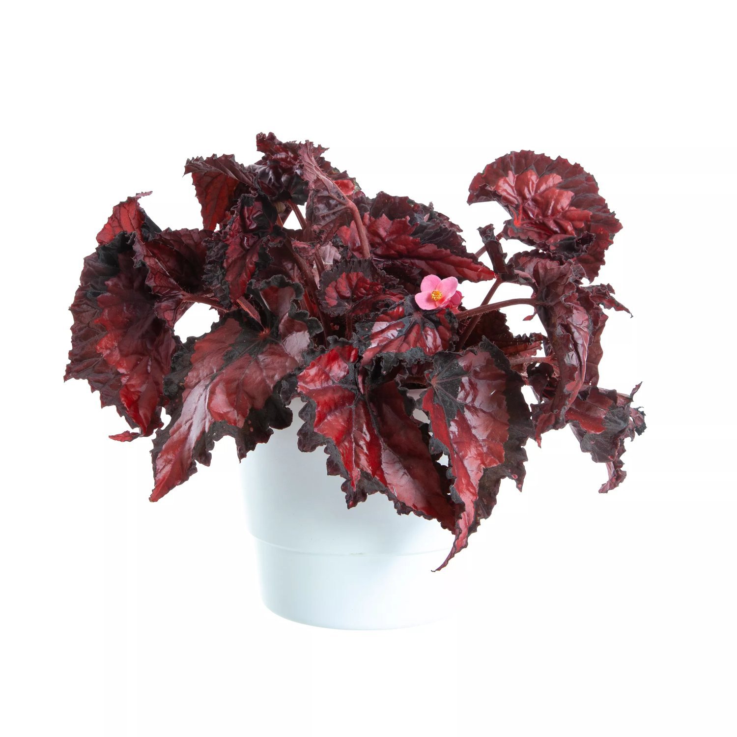 Rexbegonia BELEAF INCA NIGHT 12 cm 20-25 cm