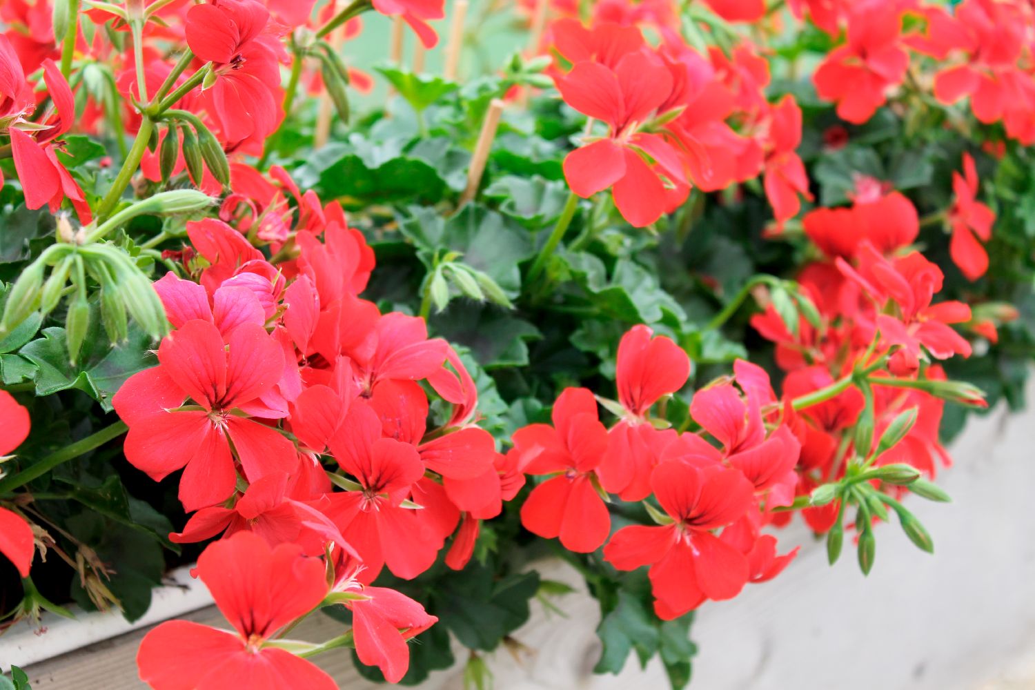 Hängpelargon 'Balcon Red' 8 cm 10-15 cm