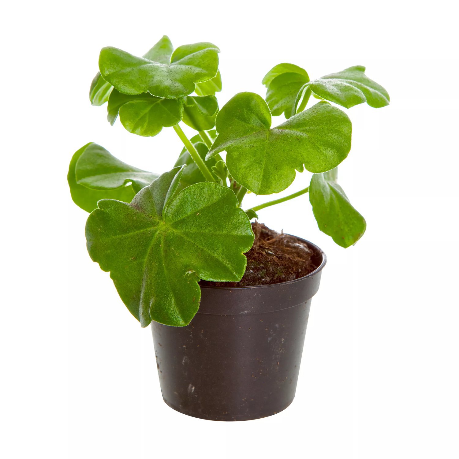 Hängpelargon 'Balcon Red' 8 cm 10-15 cm