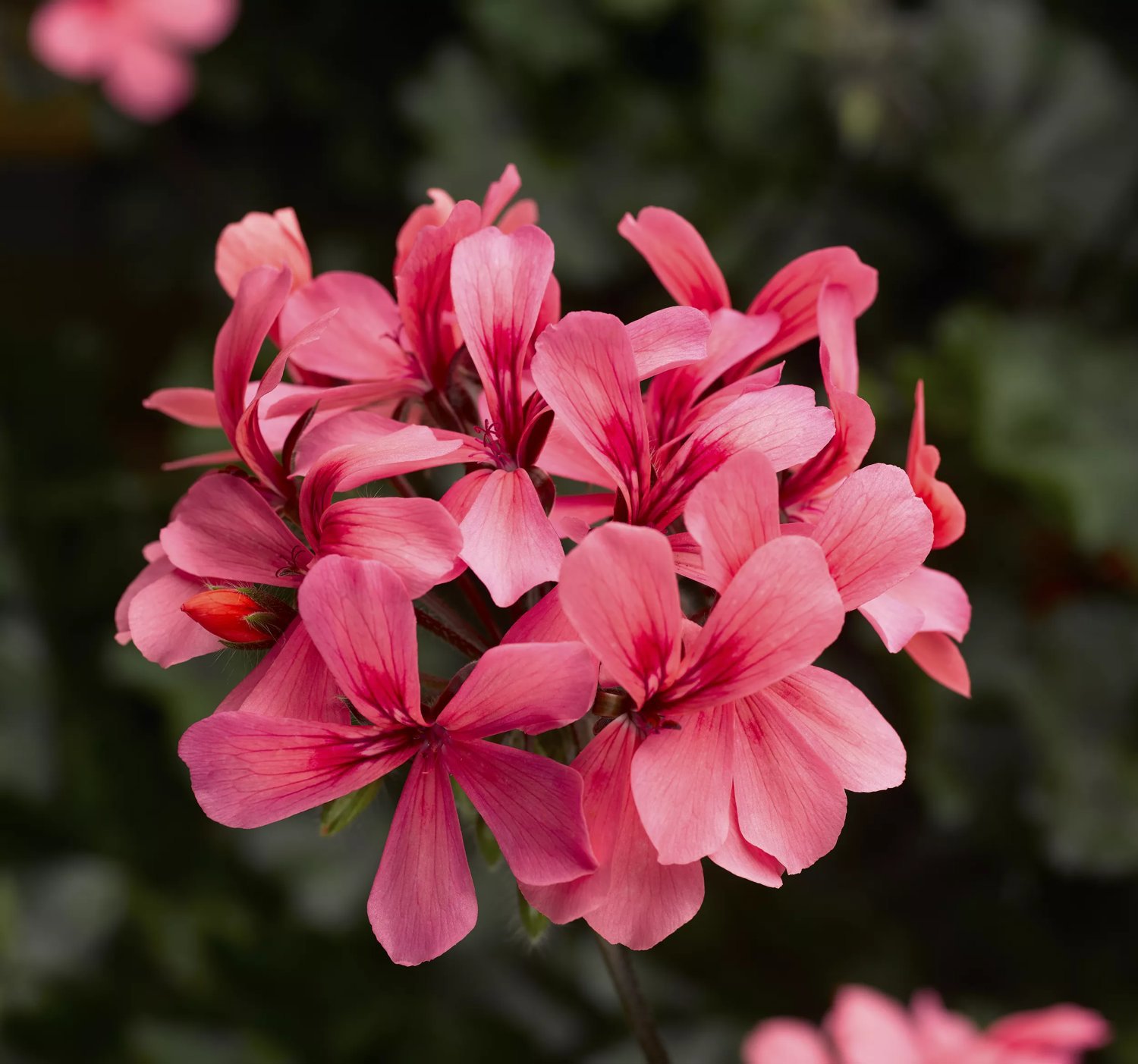Hängzonalpelargon 'Calliope Cascade Dark Salmon' 8 cm 10-15 cm