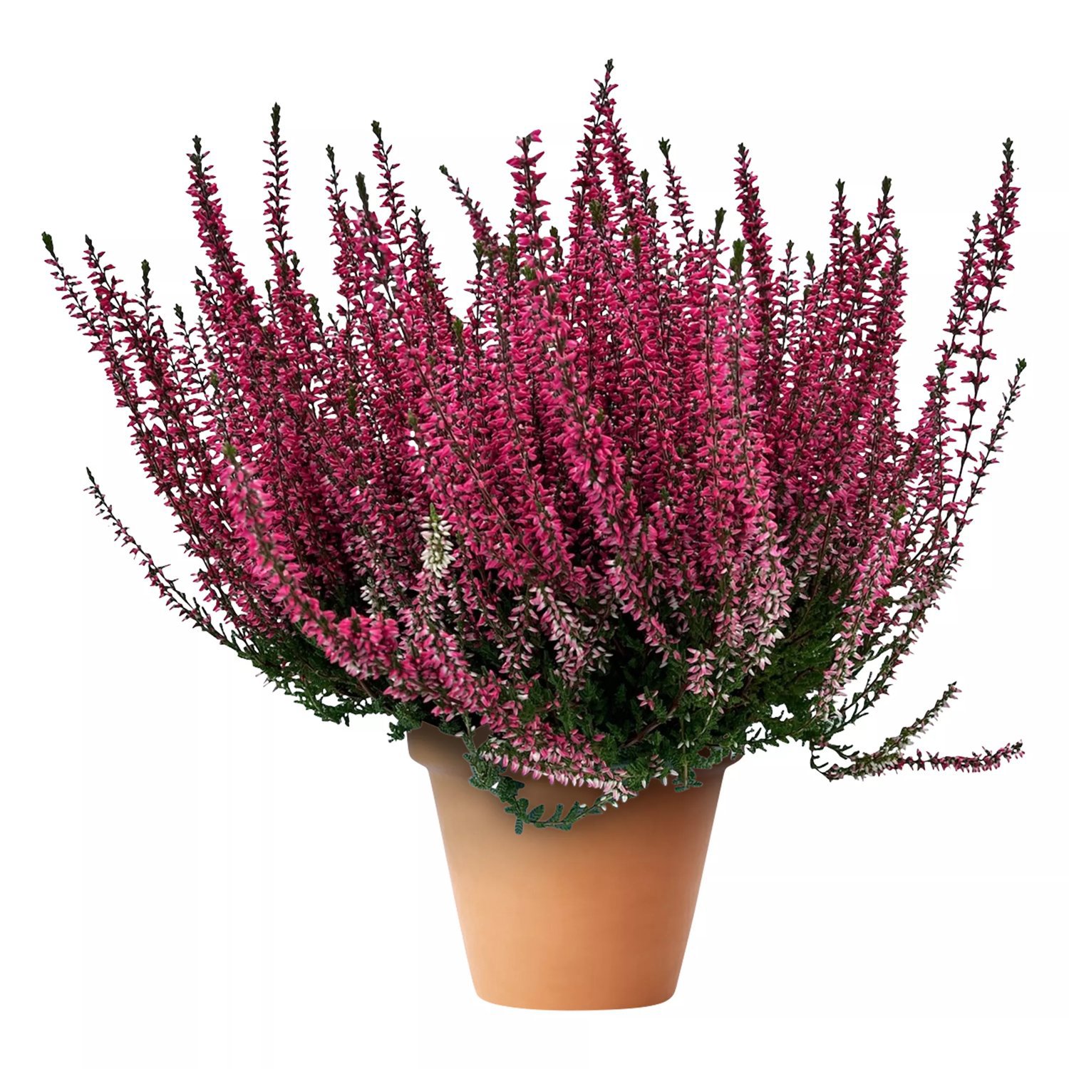 Ljung, röd 17 cm MPS