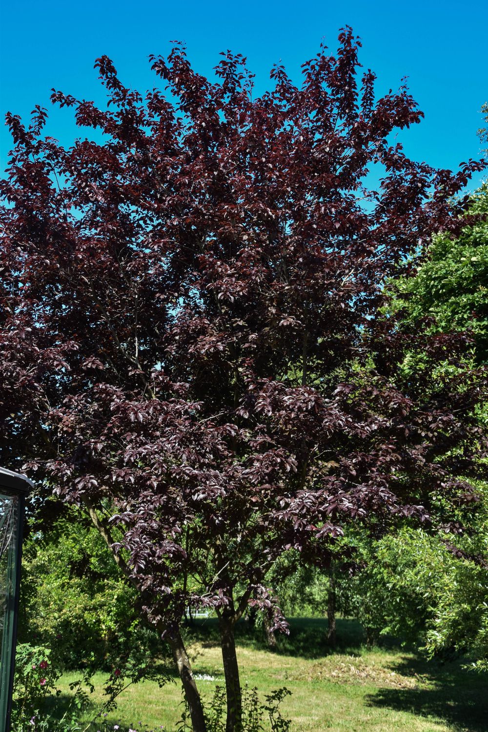 Blodplommon 'Nigra' 10 liter 100-120 cm