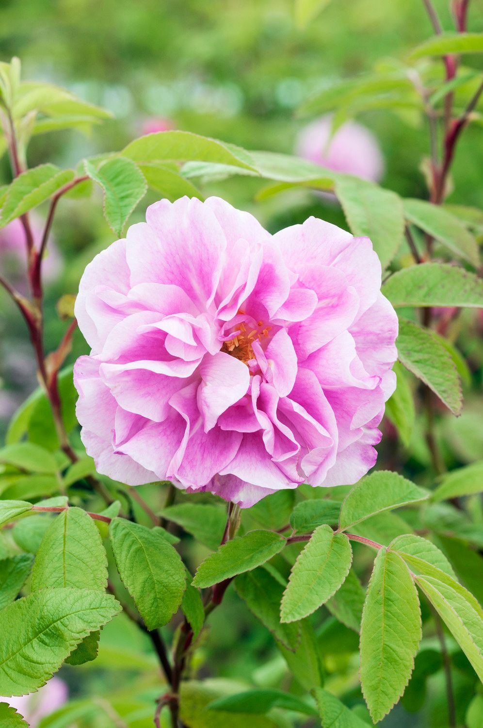 Rugosa-ros 'Thérèse Bugnet' 4 liter 20-40 cm
