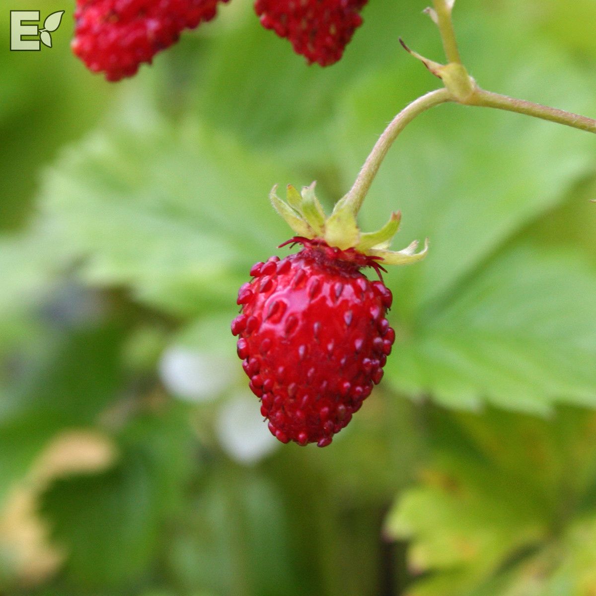 Smultron 'Rödluvan' 6 st 10-15 cm E-planta