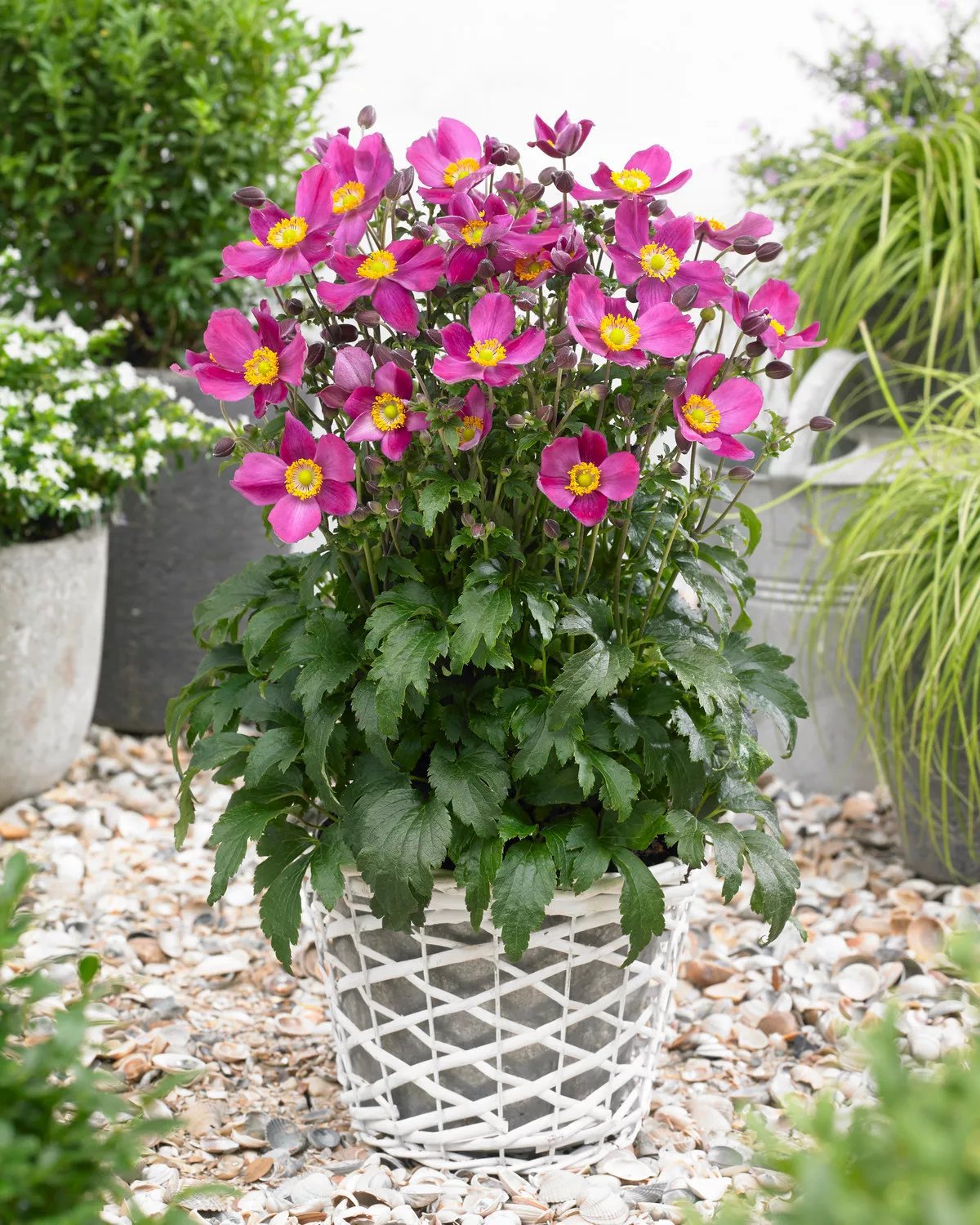 Anemon Fantasy-Serien, flera nyanser 19 cm MPS