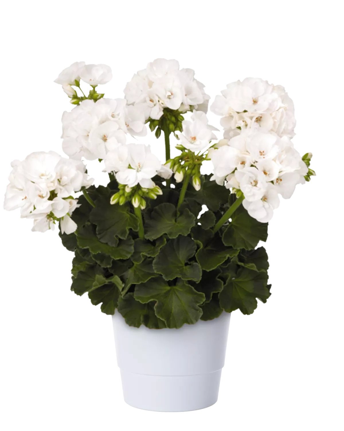 Zonalpelargon, vit 13 cm 20-25 cm Från Sverige