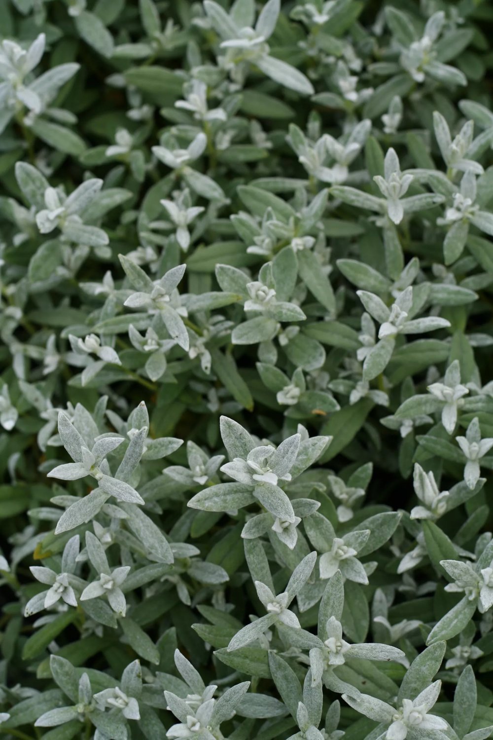 Silverarv 'Silberteppich' 11 cm Svenskt Sigill/Från Sverige Säve Plantskola