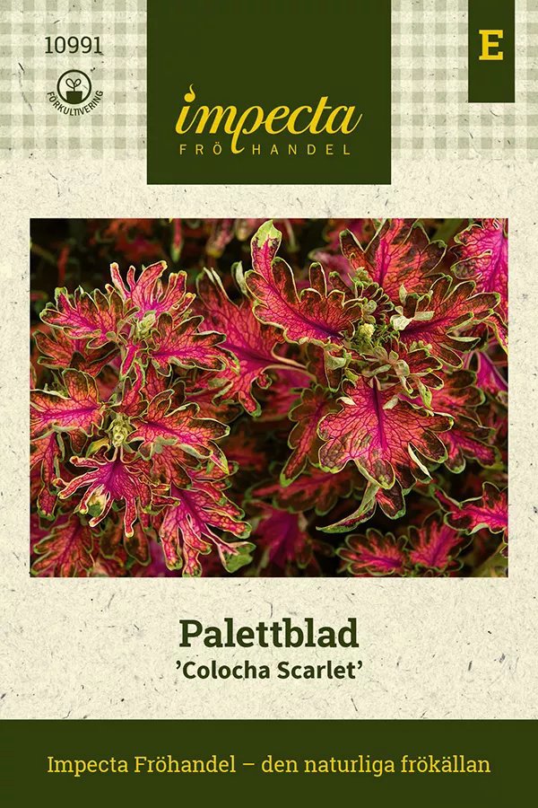 Palettblad 'Colocha Scarlet' 20 st