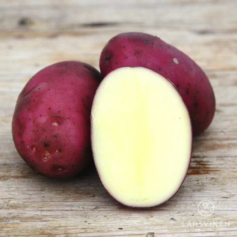 Sättpotatis 'Asterix' 1 kg