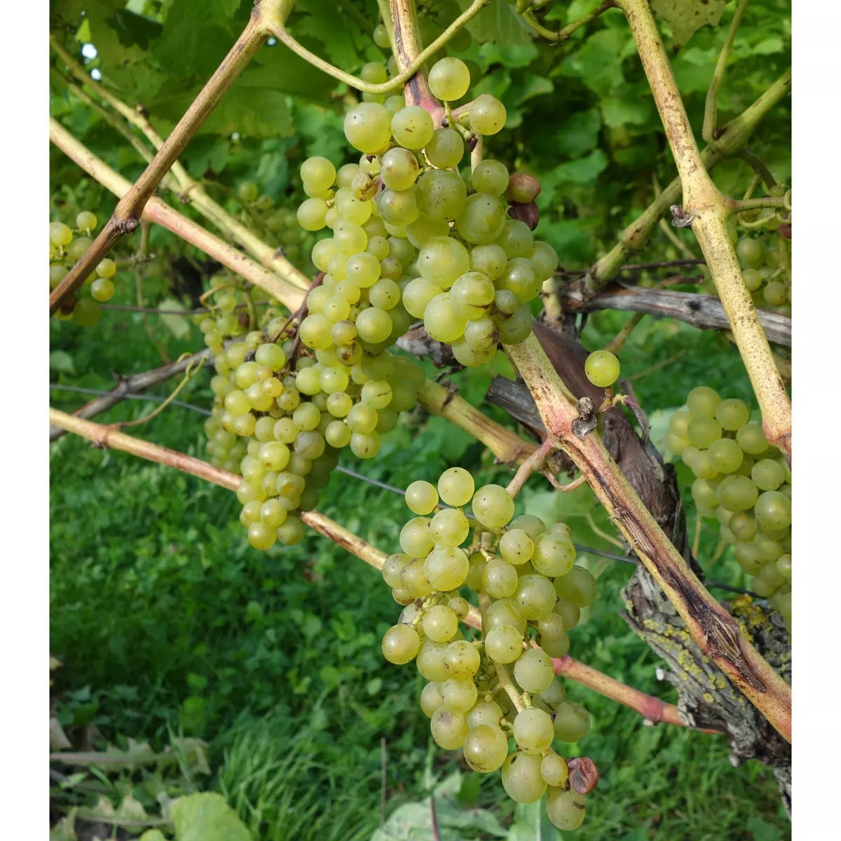 Vin 'Solaris' 2 liter 30-40 cm