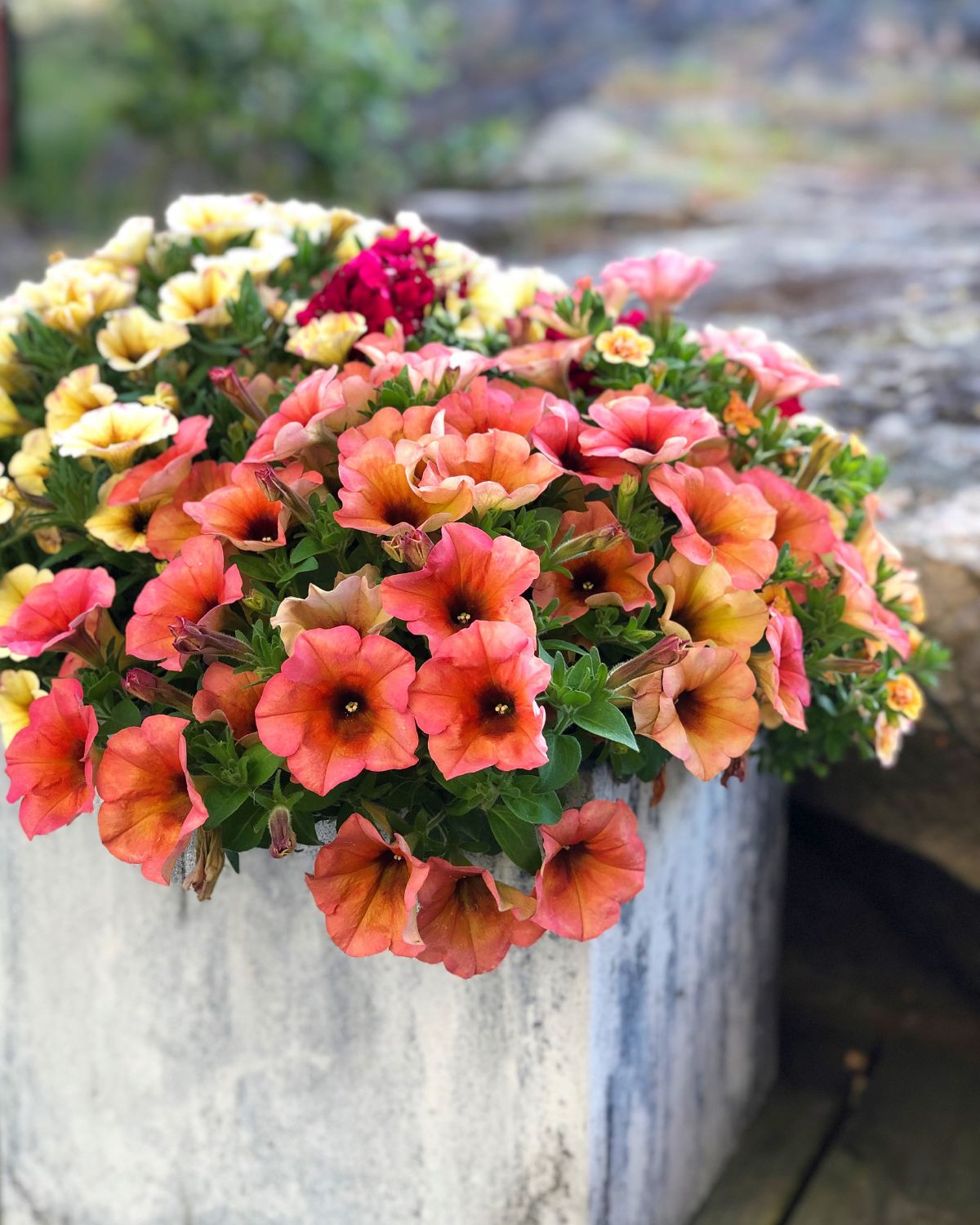 Petunia (Fun House-Serien) MANGO PUNCH 12 cm 20-30 cm Arvidssons