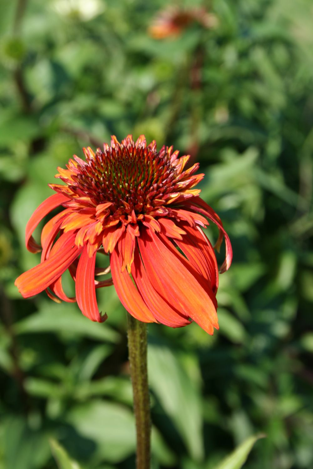 Solhatt 'Eccentric' 1 liter Svenskt Sigill/Från Sverige