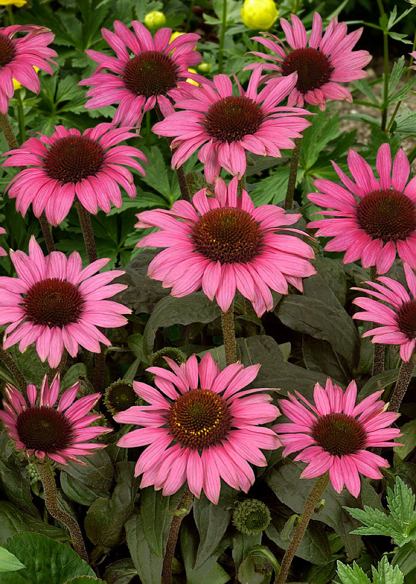 Röd solhatt 'Magnus' 11 cm Svenskt Sigill/Från Sverige