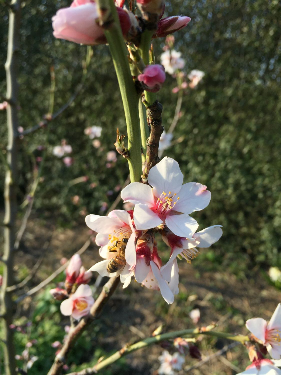 Mandel 5 liter 50 MPS