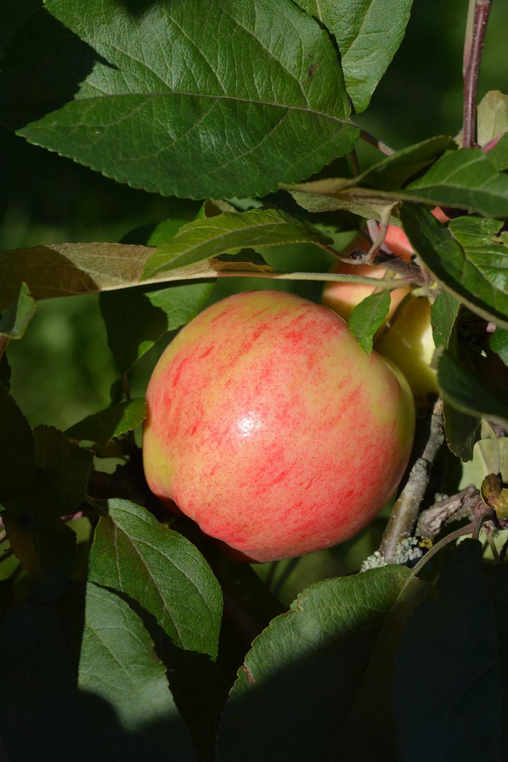 Äppleträd 'Pirja' Antonovka 2-3 års träd 7.5 liter 150-180 cm MPS