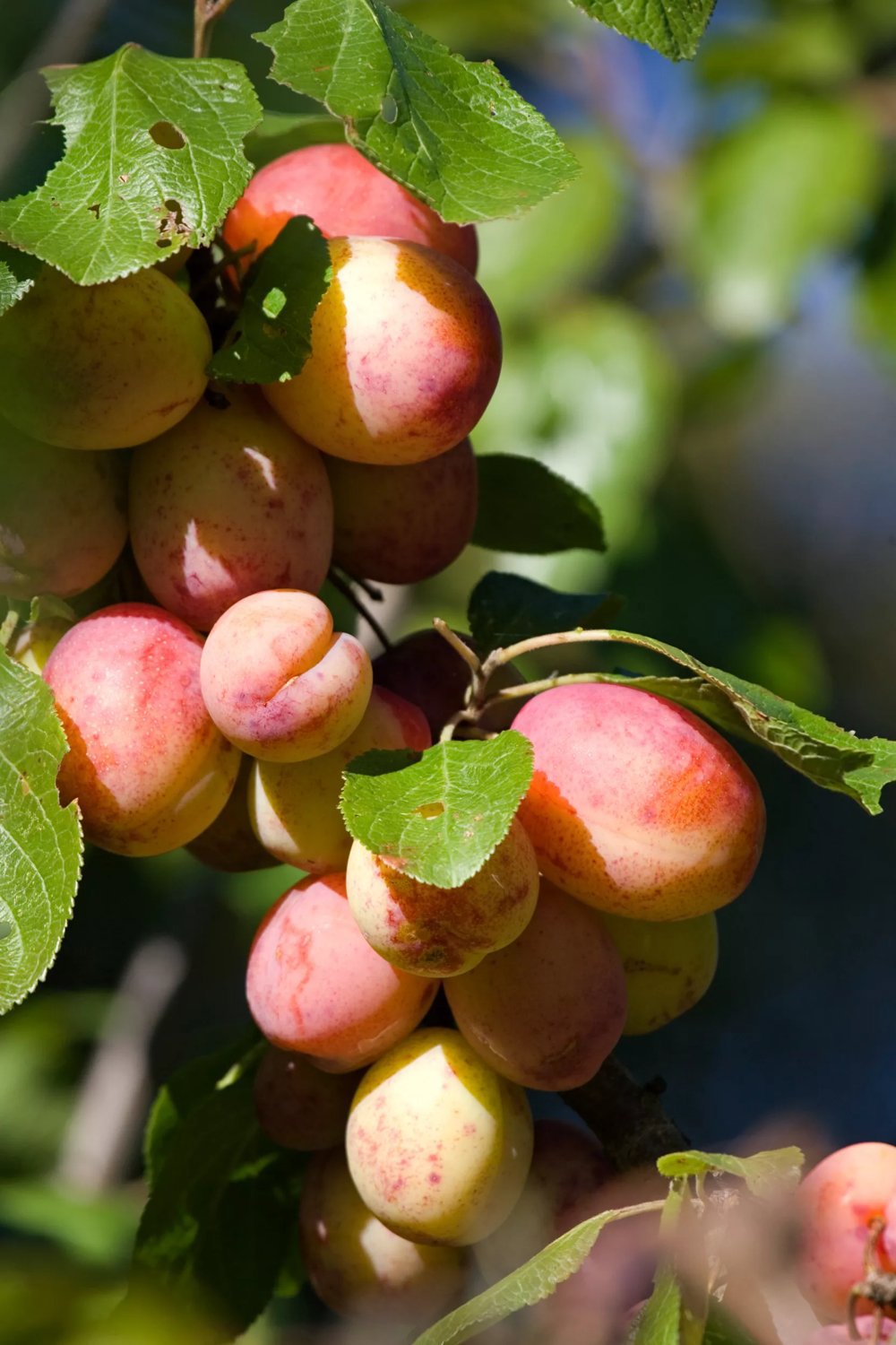 Plommon 'Victoria' Prunus cerasifera 2-3 års träd 150-180 cm
