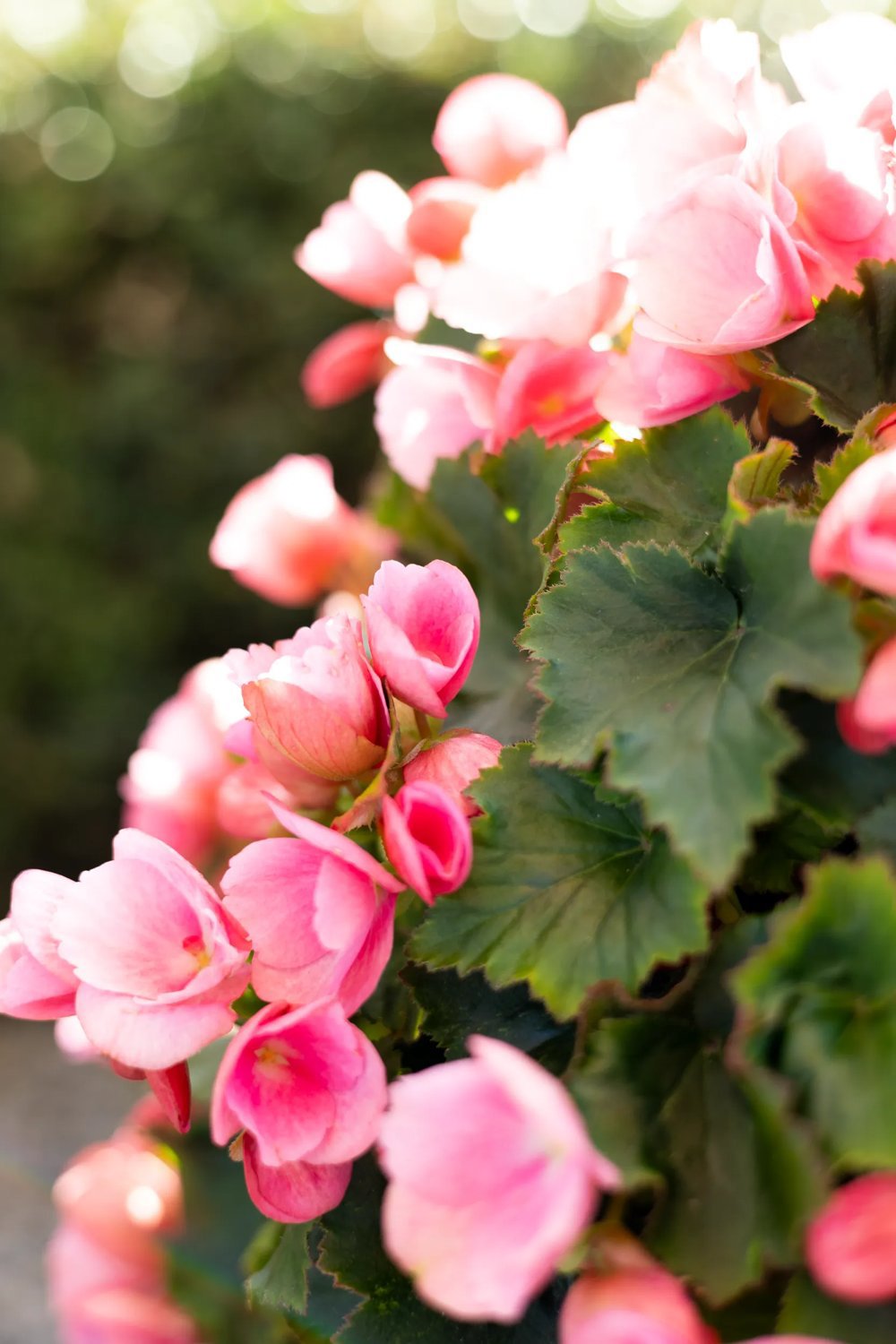 Begonia 'Betulia' rosa 12 cm 20-25 cm Svenskt Sigill/Från Sverige
