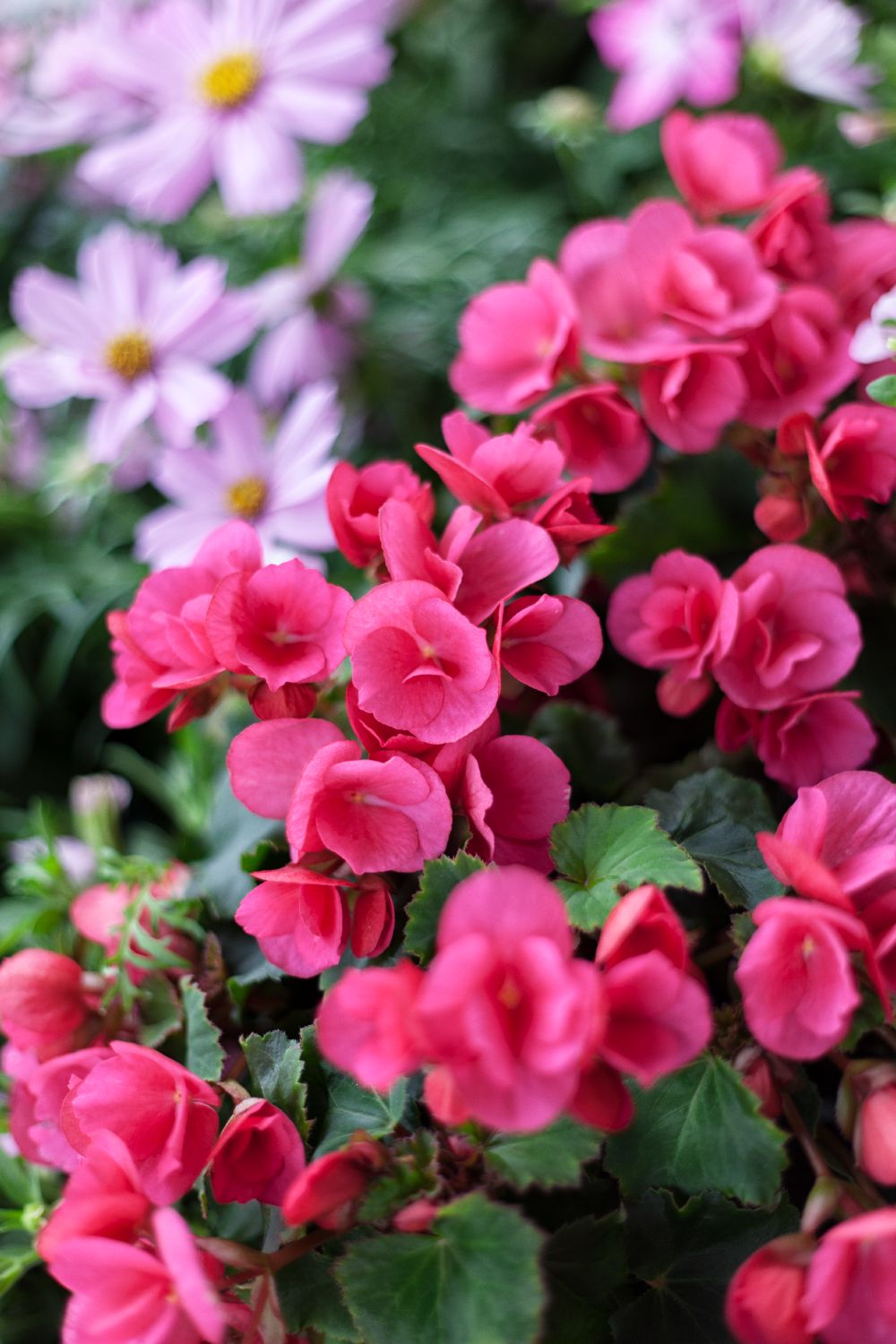 Begonia 'Betulia' rosa 12 cm 20-25 cm Svenskt Sigill/Från Sverige