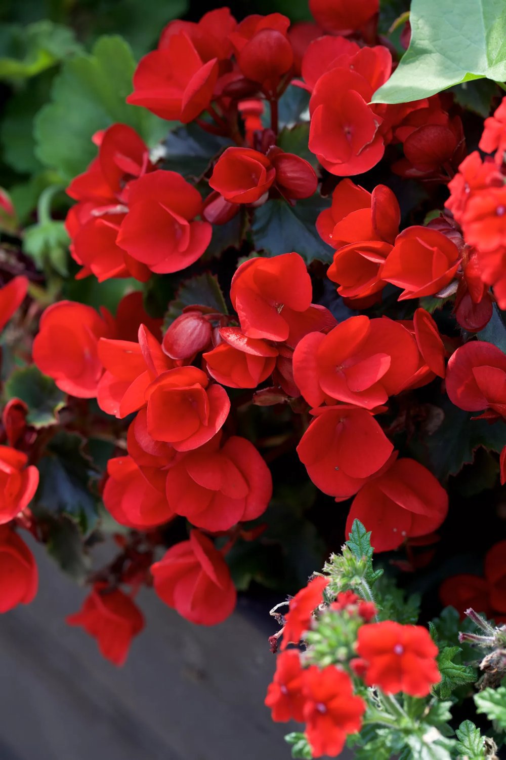 Begonia 'Betulia' röd 12 cm 20-25 cm Svenskt Sigill/Från Sverige