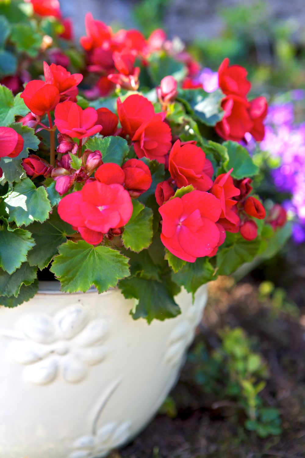 Begonia 'Betulia' röd 12 cm 20-25 cm Svenskt Sigill/Från Sverige
