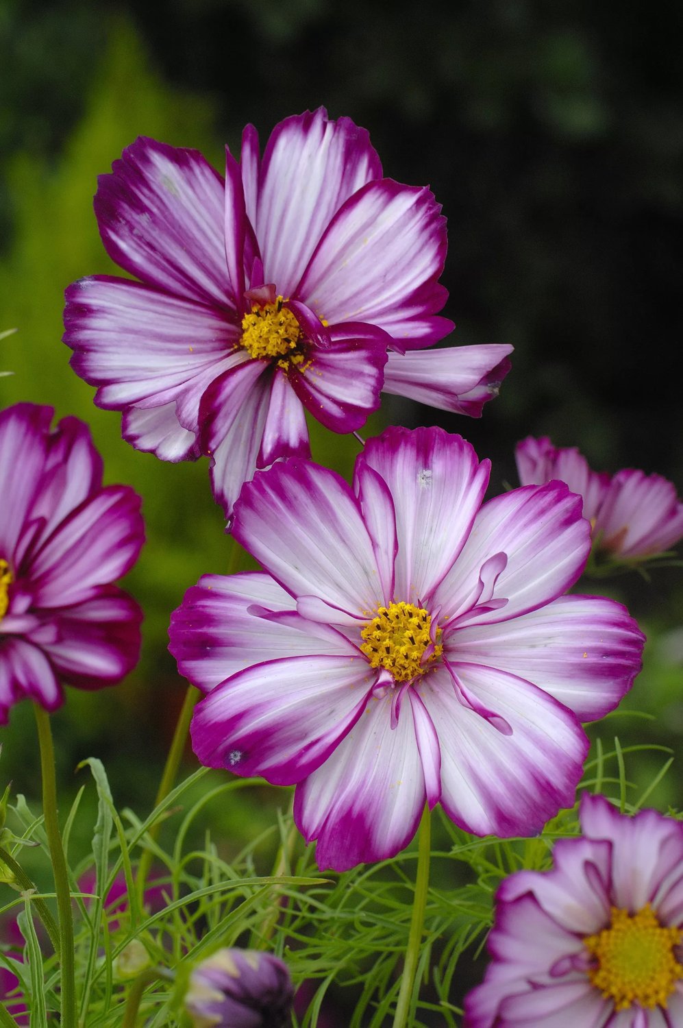 Rosenskära ’Fizzy Rose Picotee’ 140 st