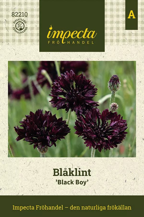 Blåklint 'Black Boy' 350 st
