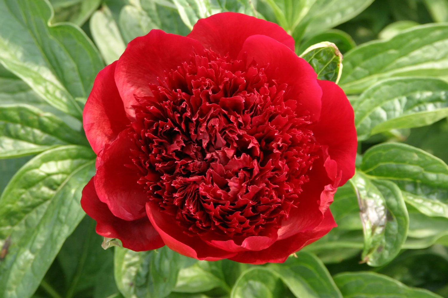 Pion 'Red Charm' 3 liter Svenskt Sigill Säve Plantskola