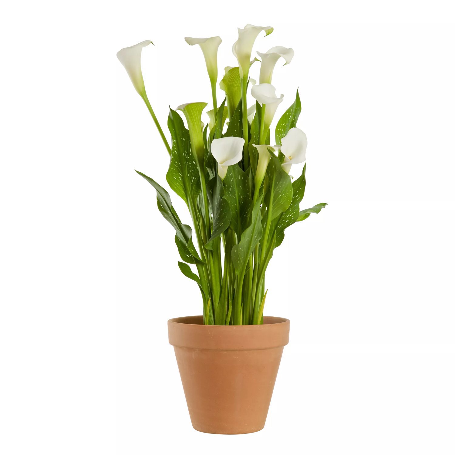 Vit kalla 13 cm 40-50 cm MPS