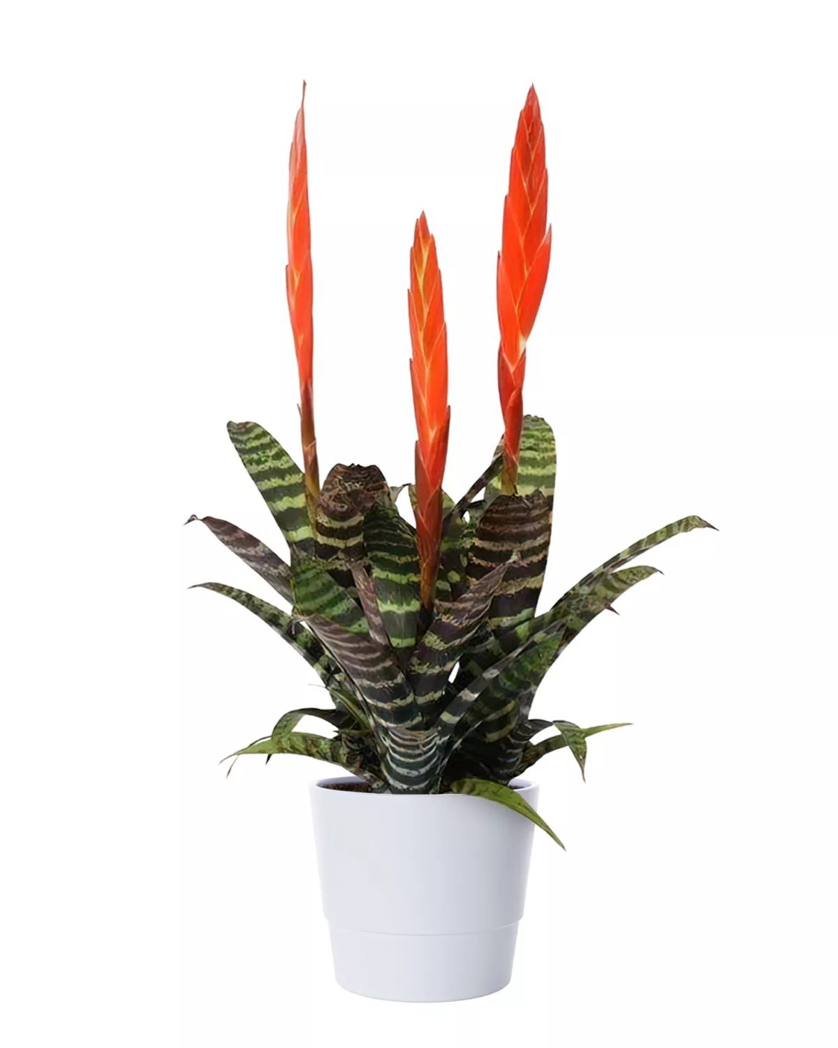 Vriesea 'Era' 12 cm 50-60 cm MPS