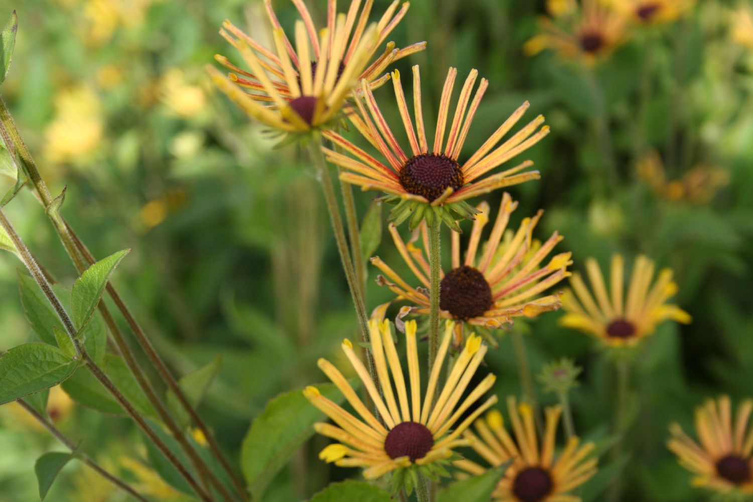 Prärierudbeckia 'Henry Eilers' 1 liter Svenskt Sigill/Från Sverige