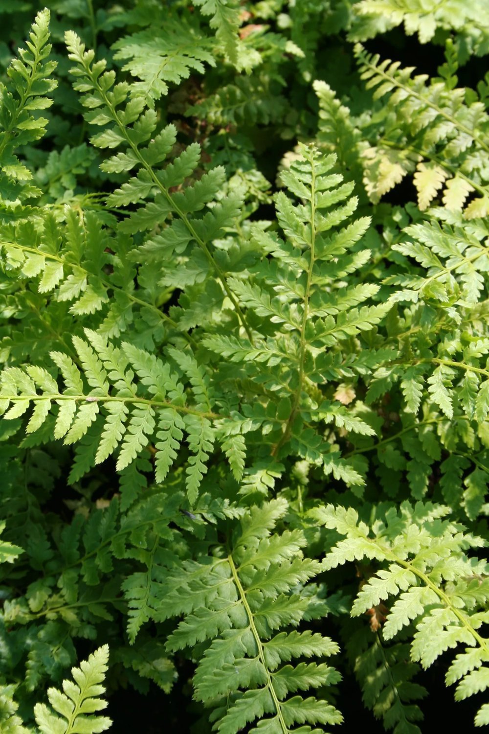 Skuggbräken 11 cm Svenskt Sigill/Från Sverige Säve Plantskola