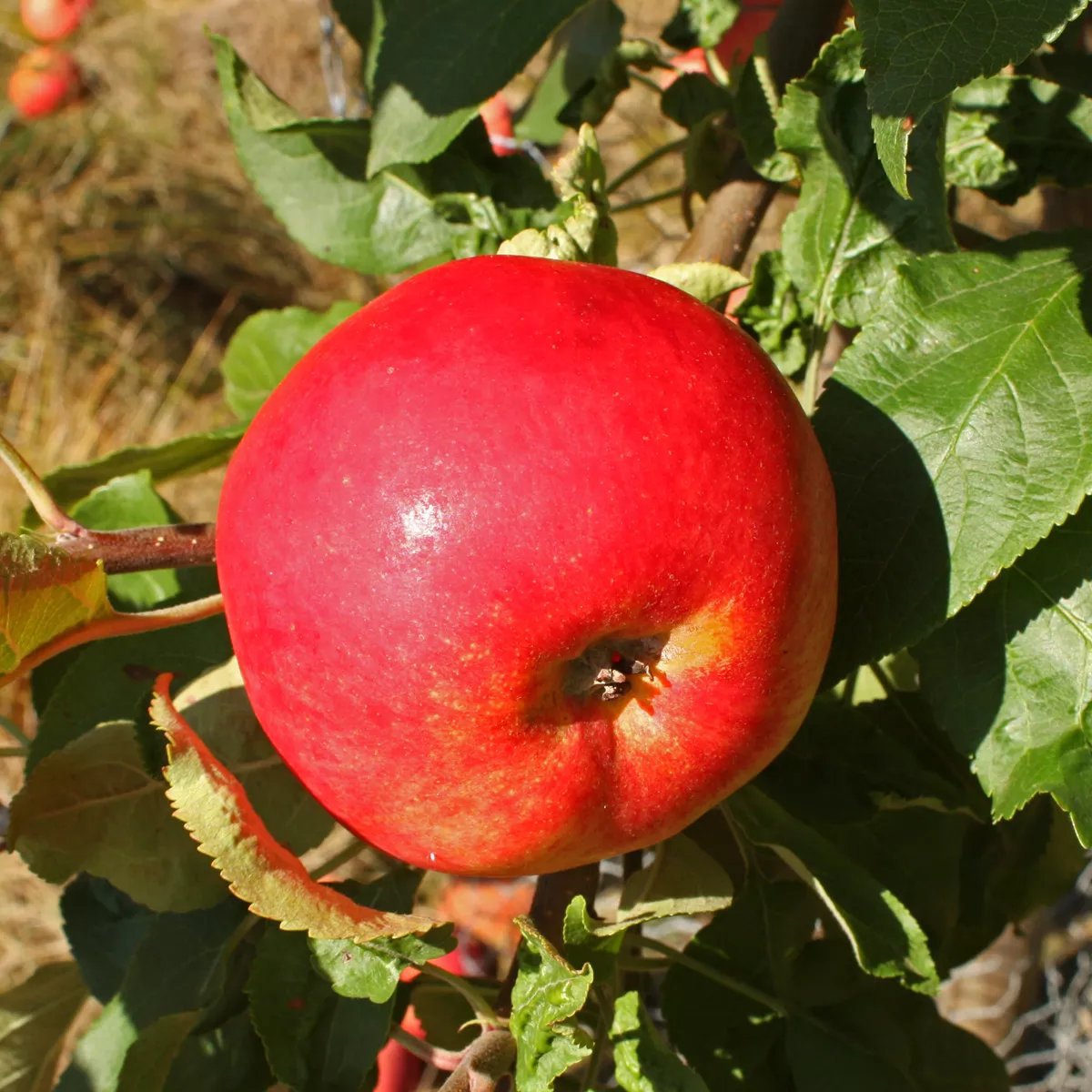 Äppleträd 'Mantet' B9 2-3 års träd 140-160 cm