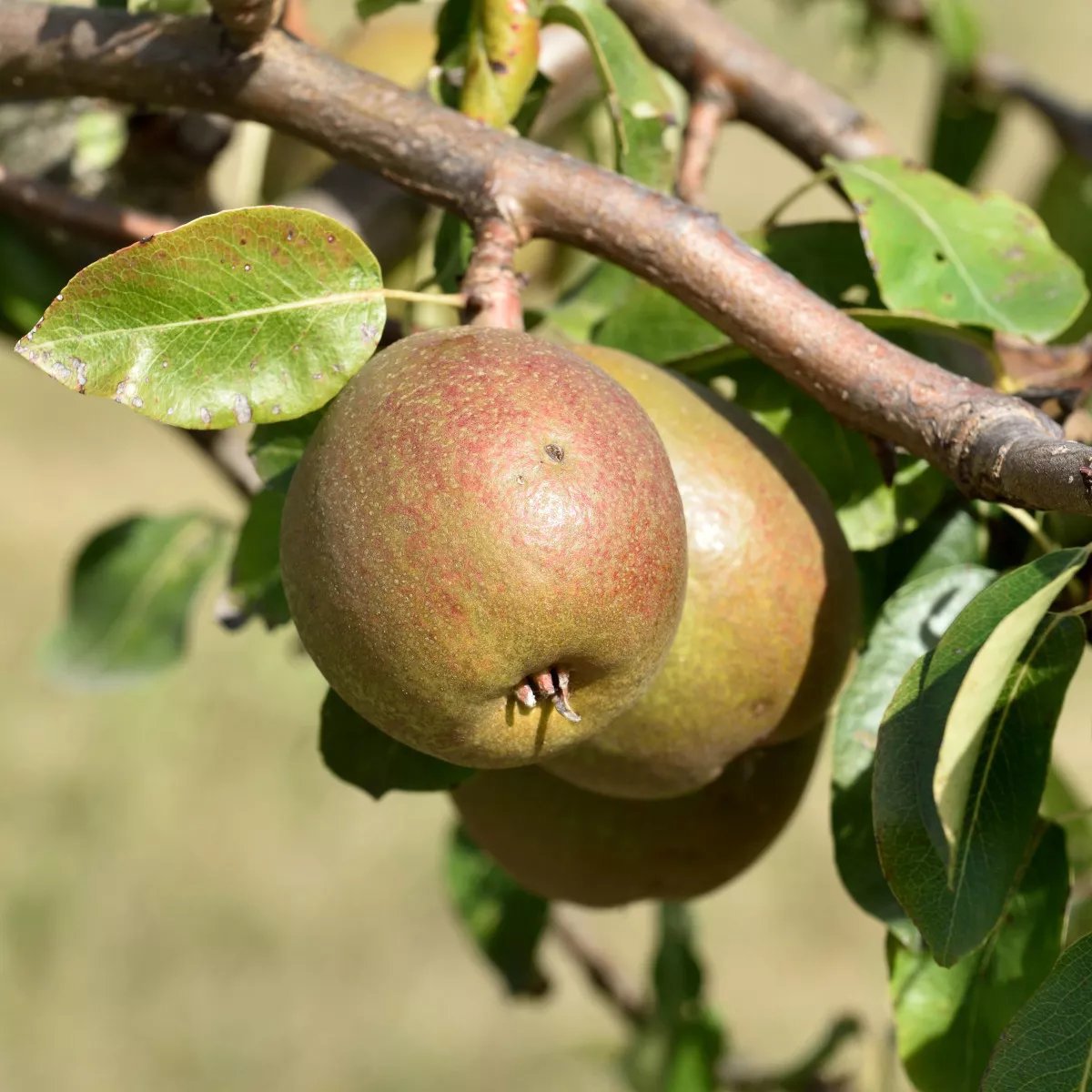 Päronträd MOLTKE Pyrus communis 3-4 års träd 180-200 cm