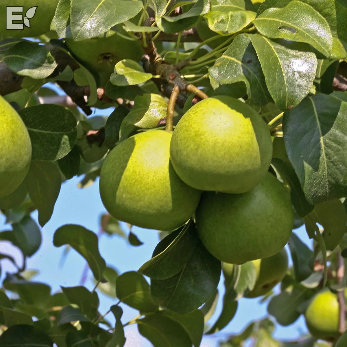 Päronträd 'Clara Frijs' Pyrodwarf 2-3 års träd 150-180 cm E-planta