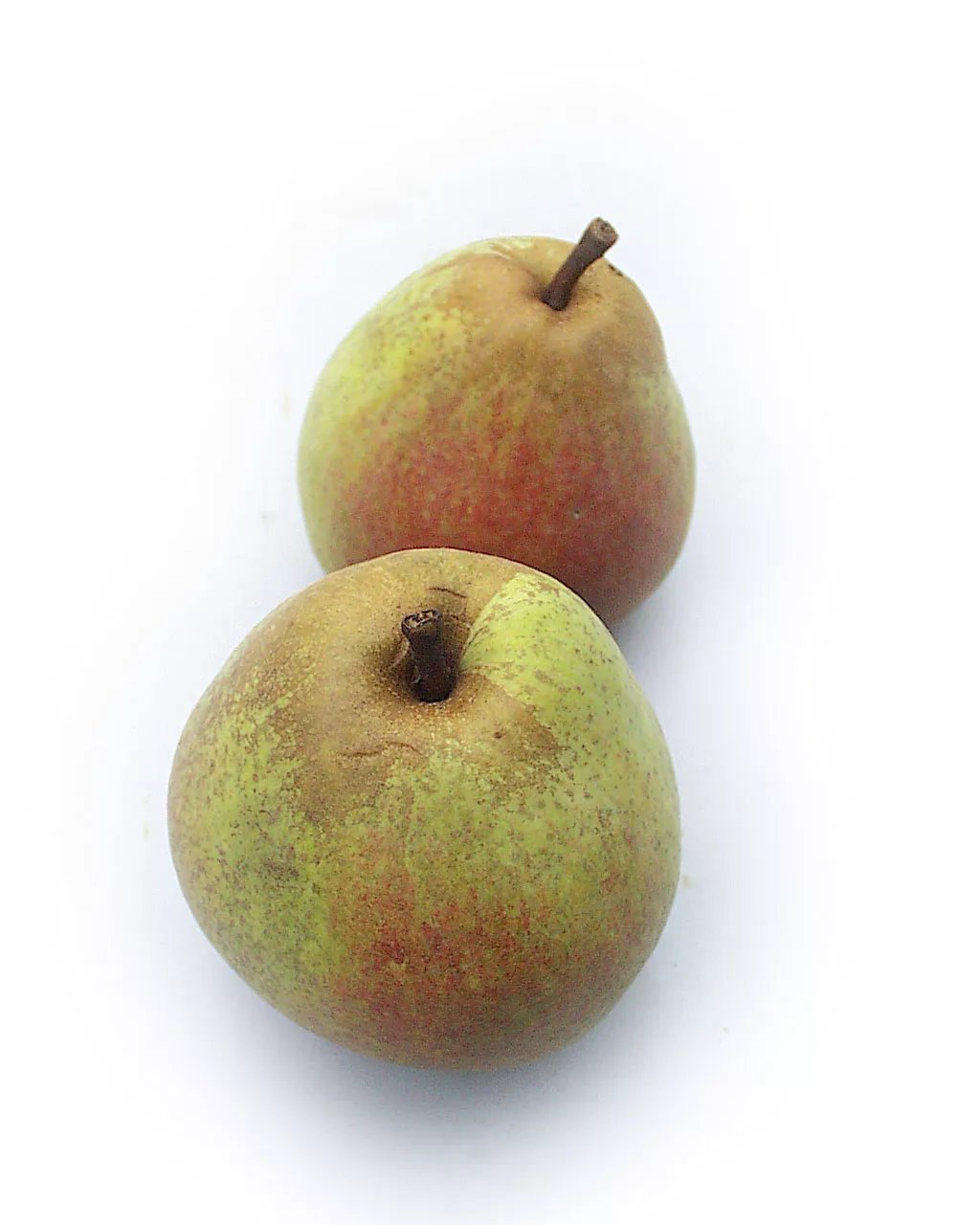 Päronträd 'Göteborgs Diamant' Pyrodwarf 2-3 års träd 150-180 cm