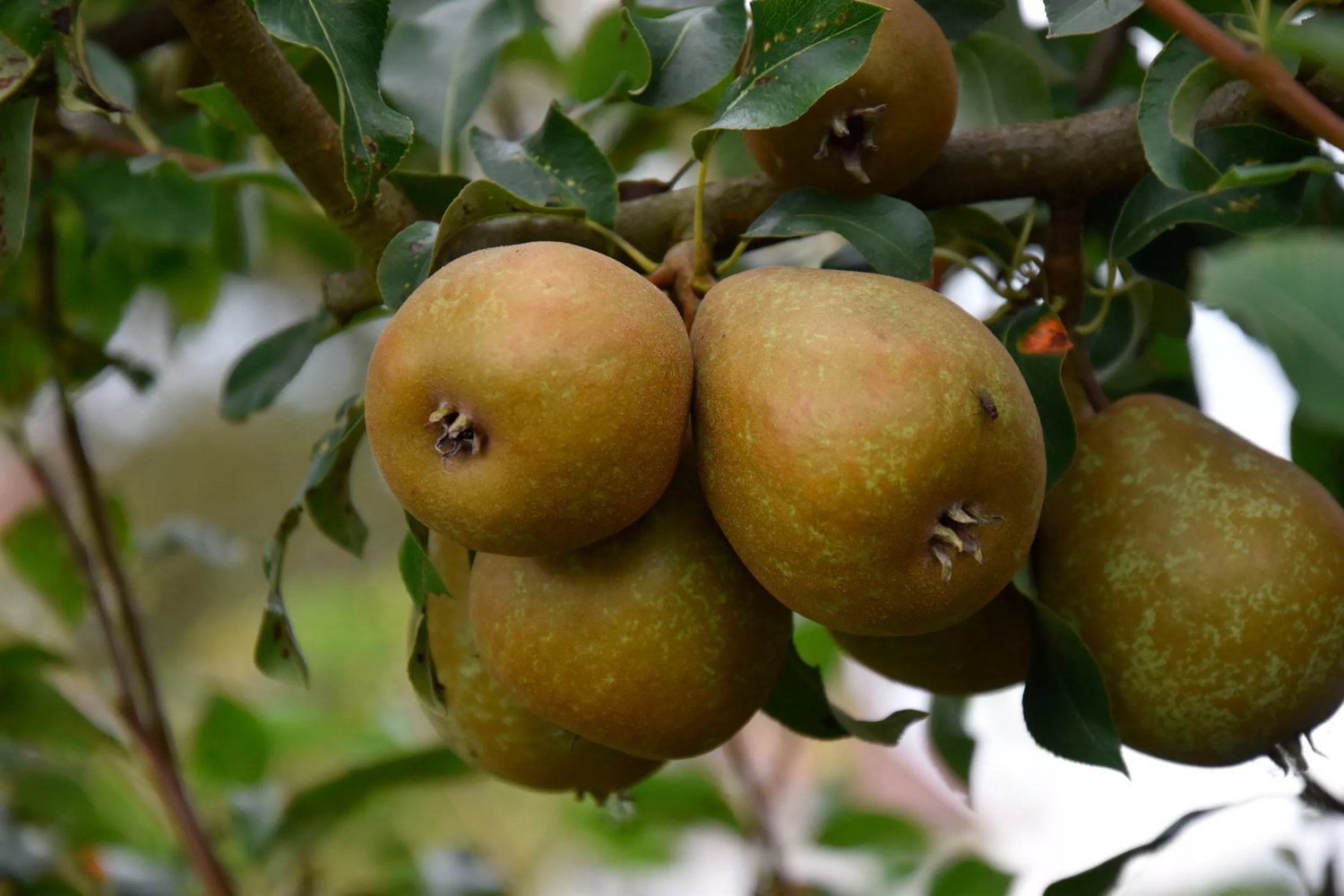 Päronträd 'Moskovskaja' Pyrodwarf 2-3 års träd 150-180 cm
