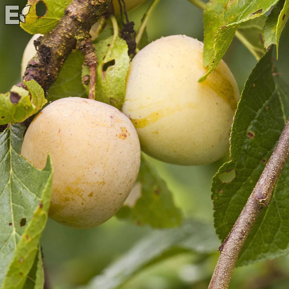 Plommon 'Reine Claude d'Oullins' Spaljé Spaljé Prunus cerasifera 120 ...