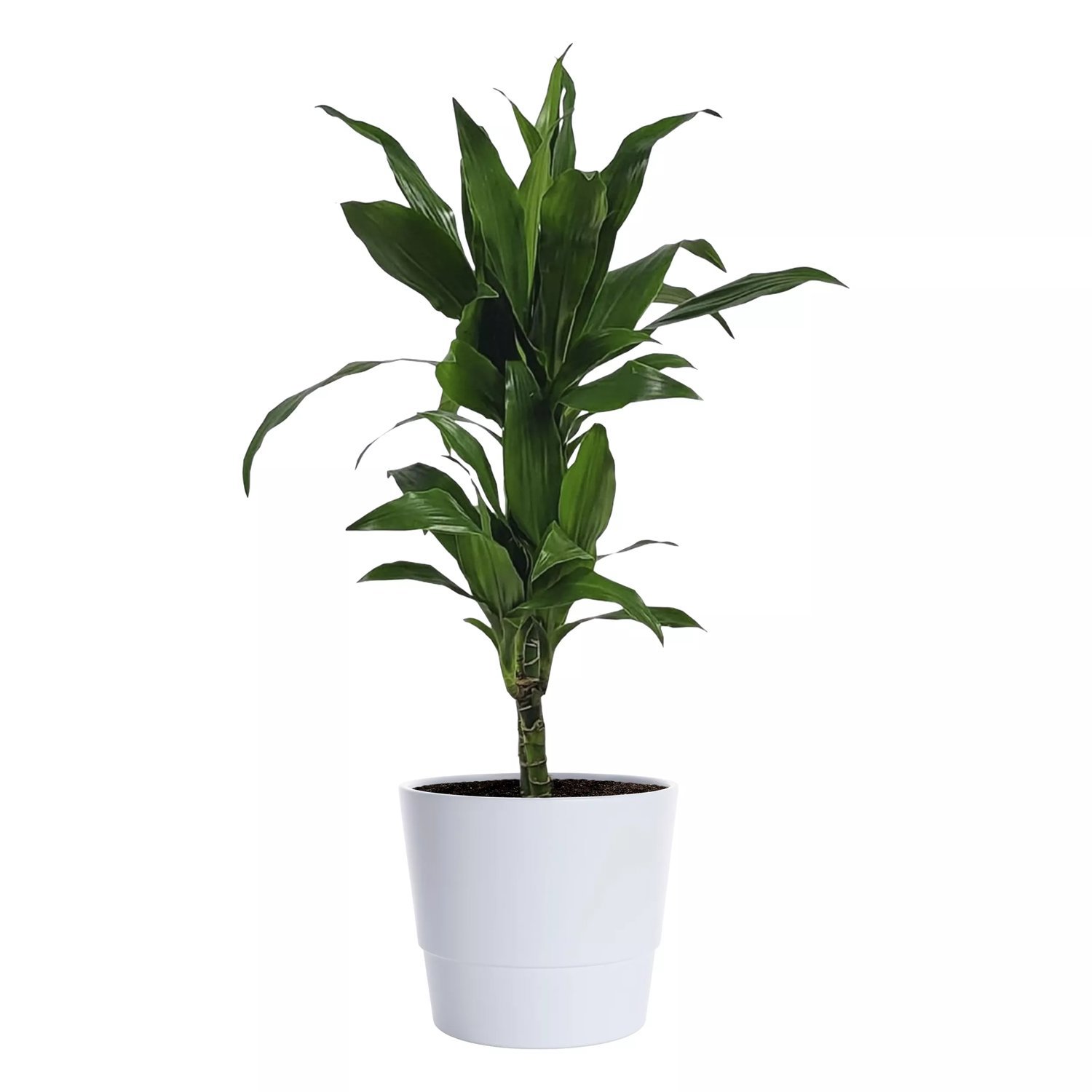 Doftdracena 'Janet Craig' 17 cm 50-60 cm MPS