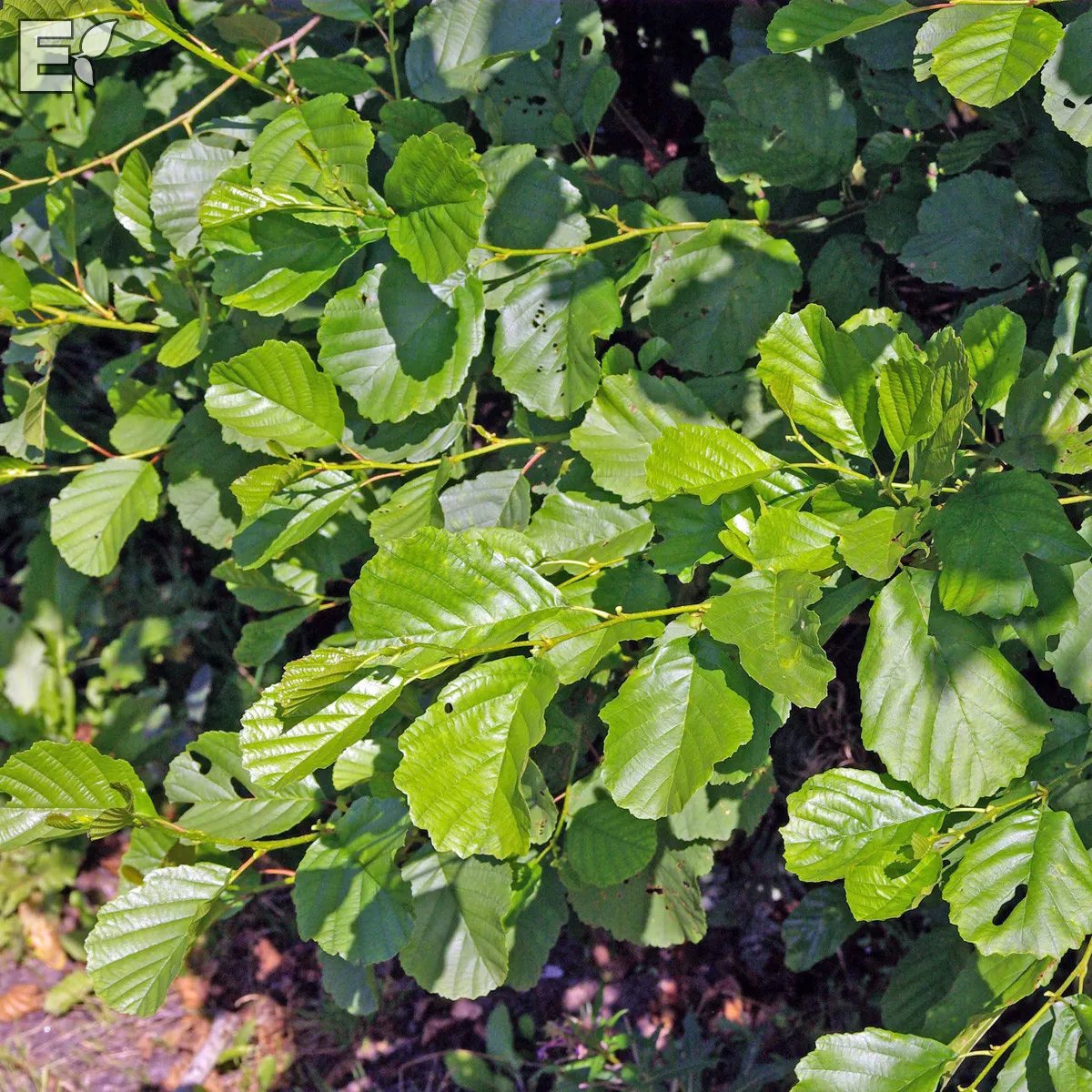 Klibbal fk 'Fyris' E-planta 150-200 cm