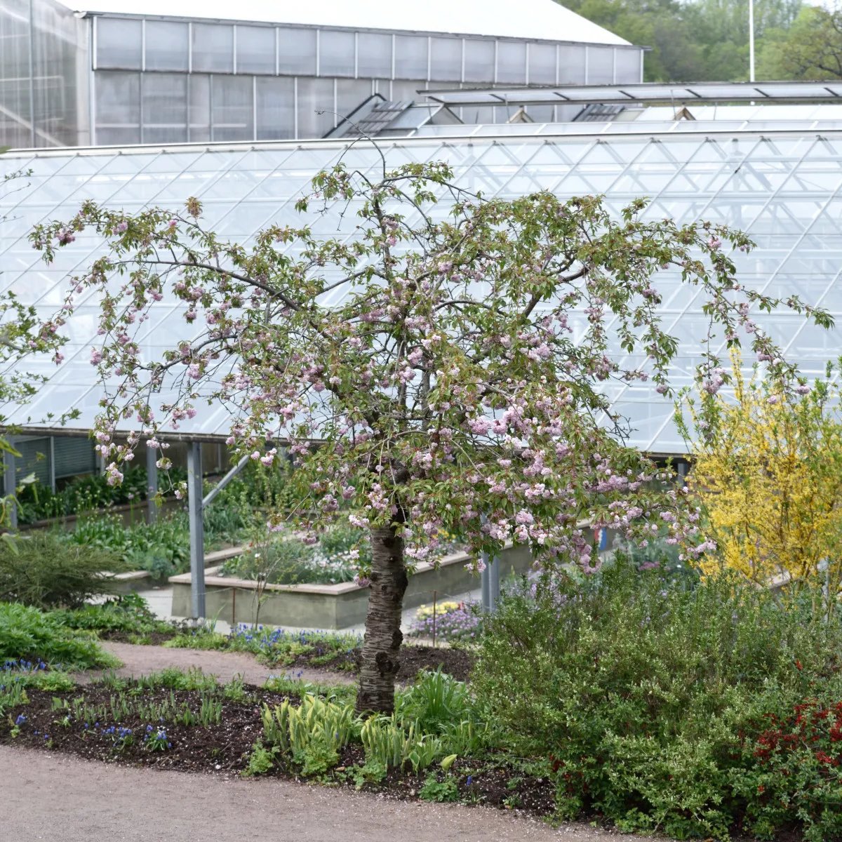 Japanskt hängkörsbär 'Kiku-shidare-zakura' 150