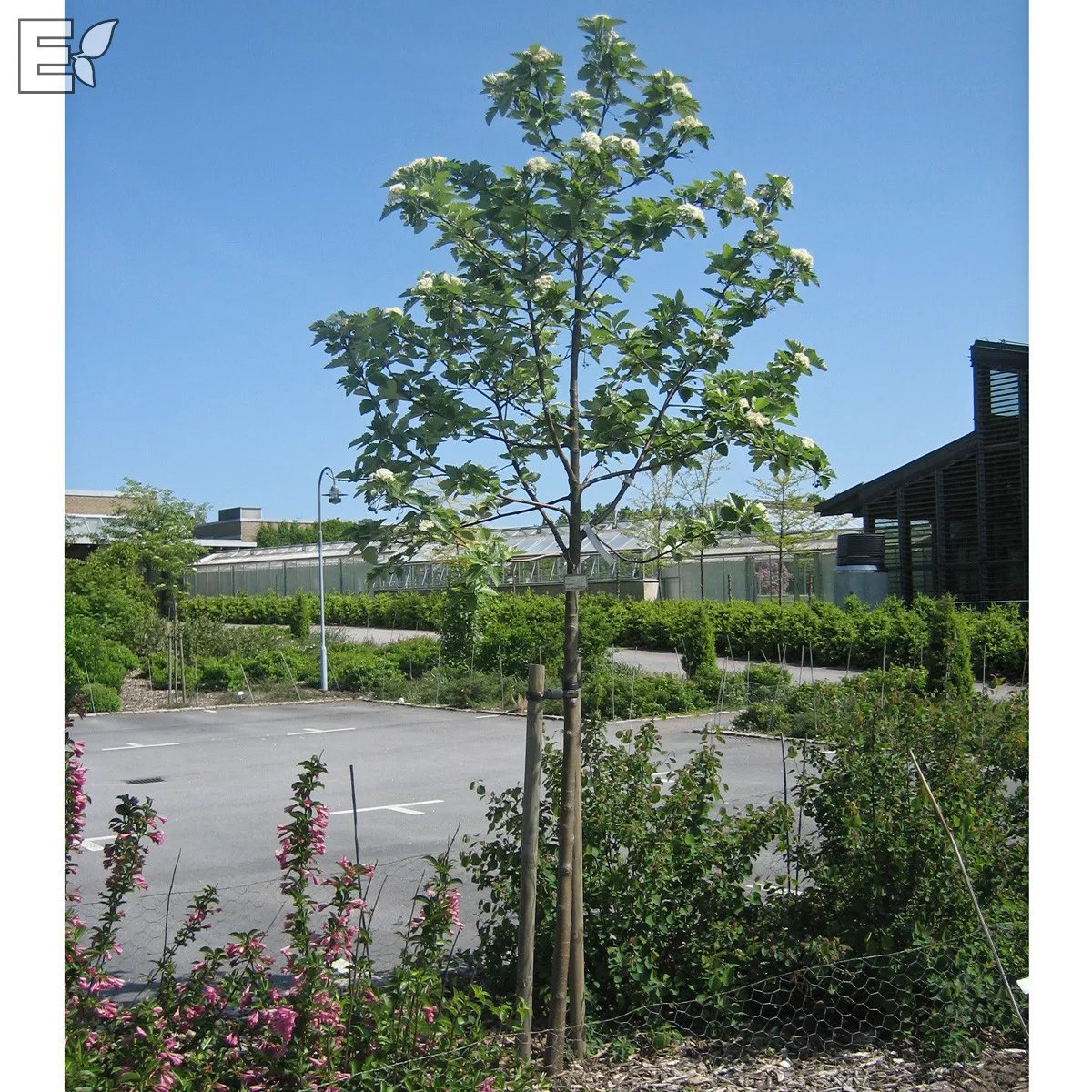 Oxel 200-250 cm E-planta