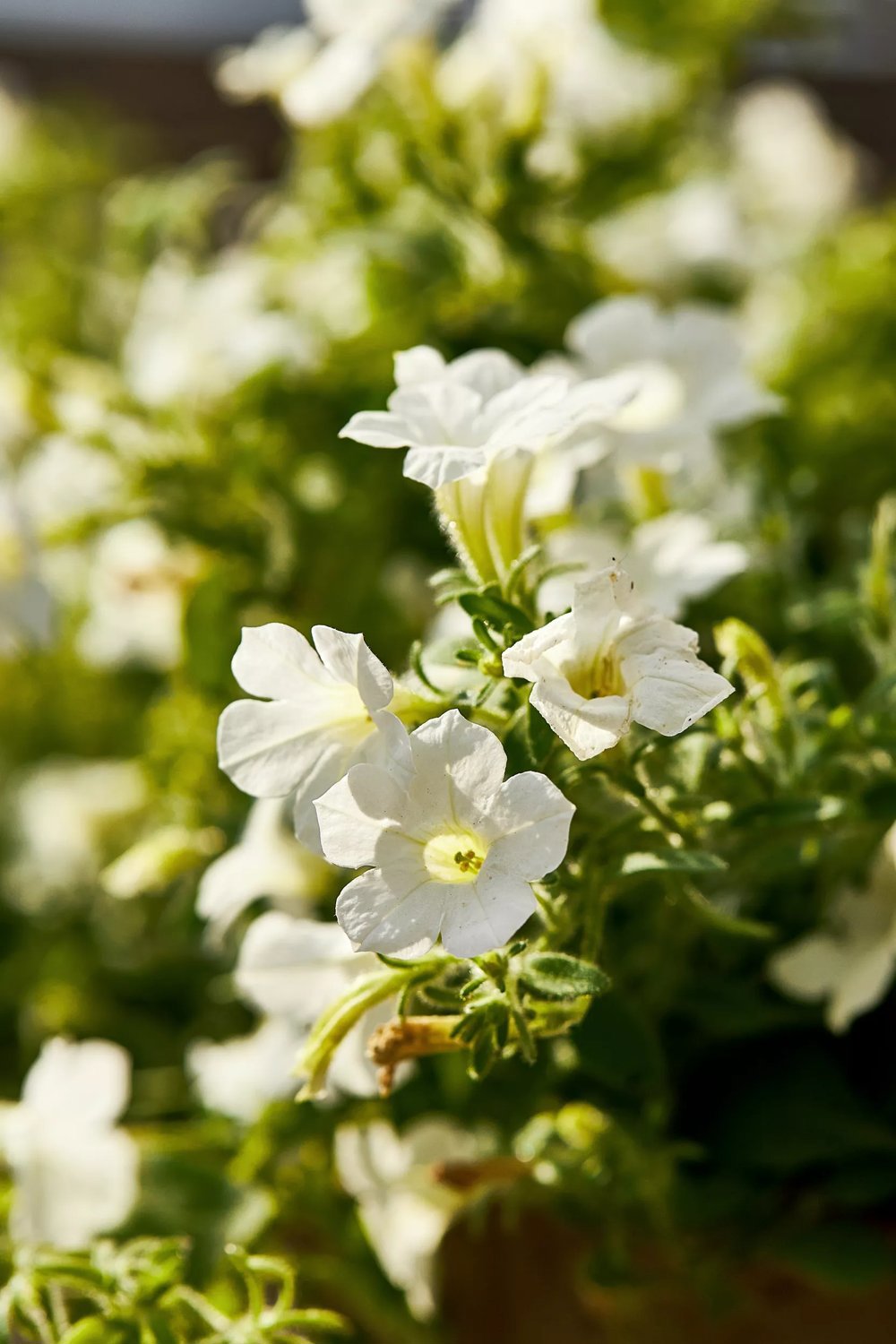 Petunia Itsy™ 'White' 12 cm 10-20 cm