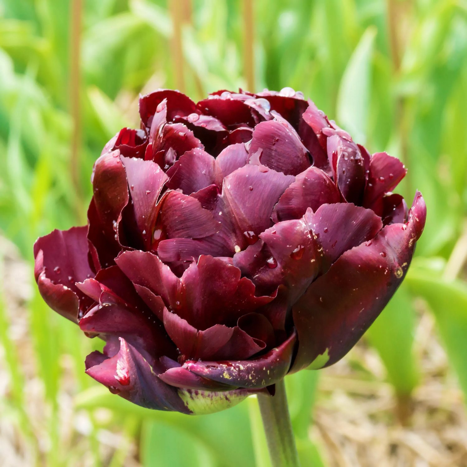 Tidig fylld tulpan 'Palmyra' 5 st