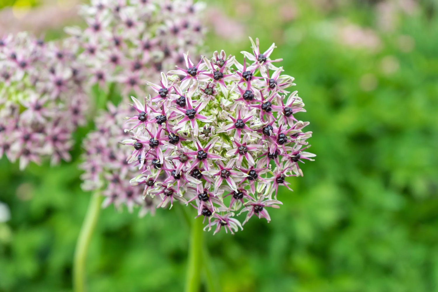 Allium ’Starlight’ 5 st