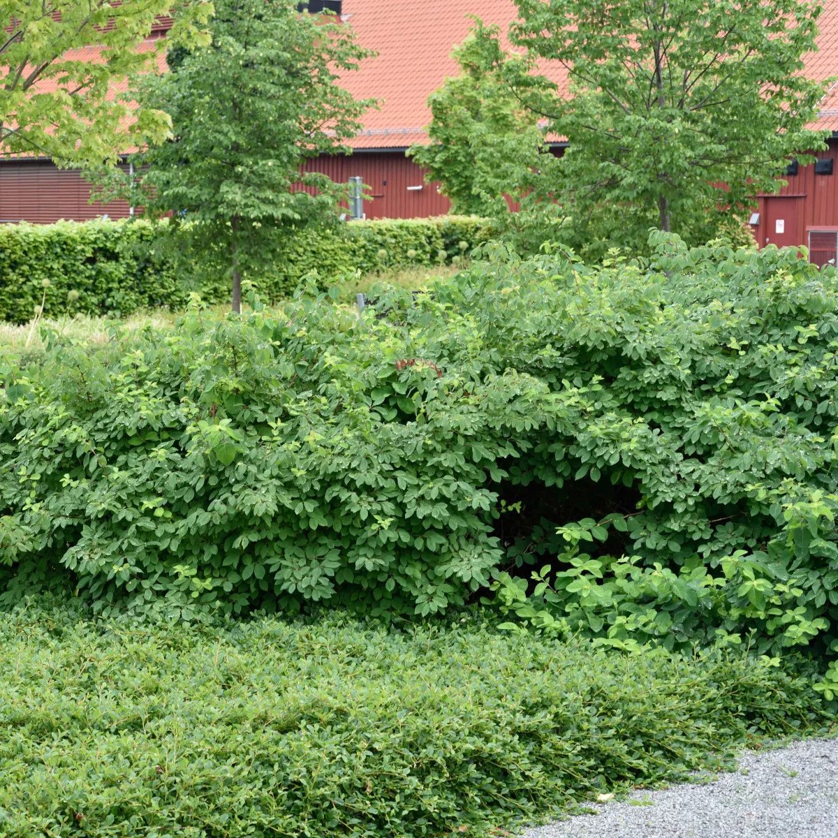 Skogstry 'Compacta' 3.5 liter 30-40 cm