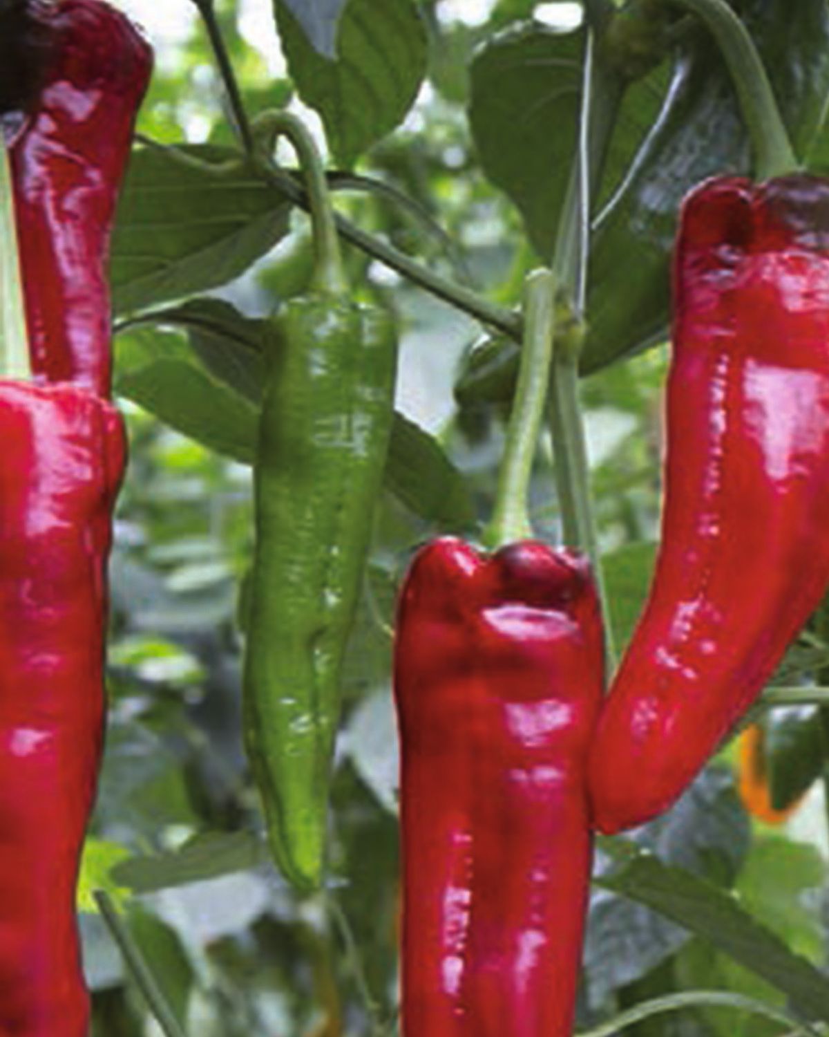 Spetspaprika 'Thor' 12 cm 5-20 cm Från Sverige Bröderna Gunnarsson