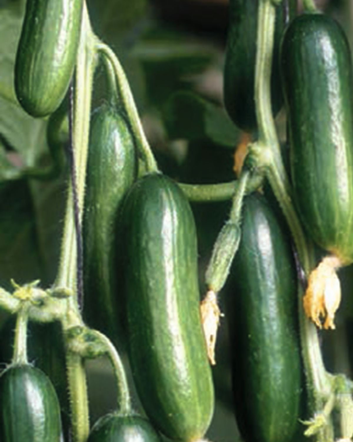 Minigurka 'Datis' 12 cm 5-20 cm Från Sverige Bröderna Gunnarsson