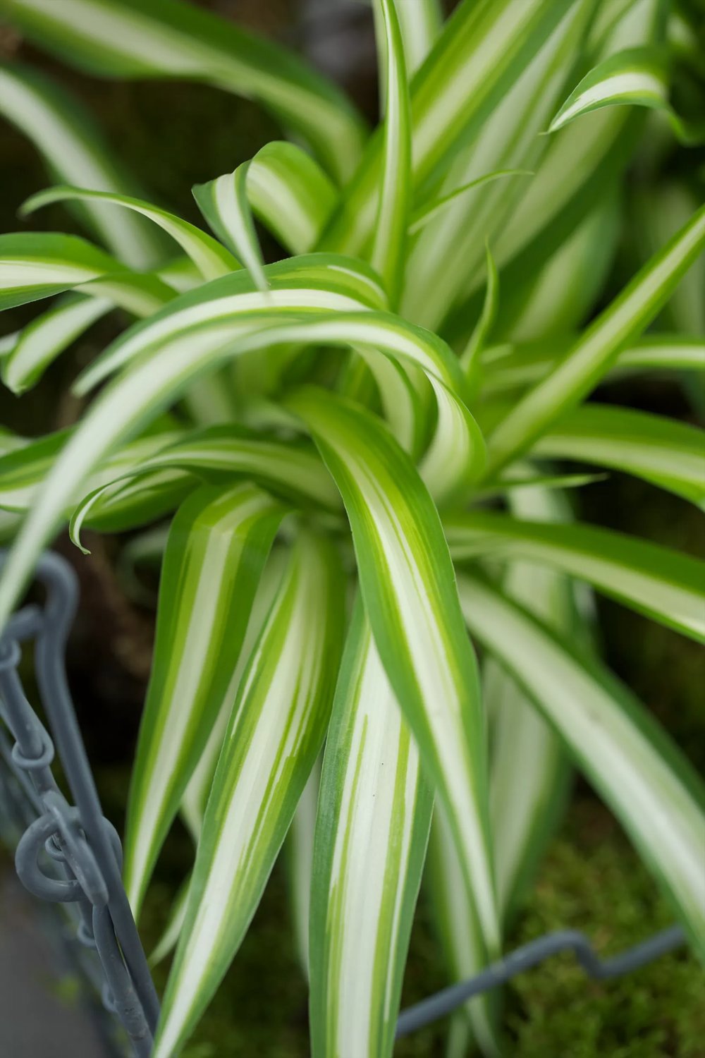 Ampellilja 'Variegatum' 12 cm 15-20 cm MPS