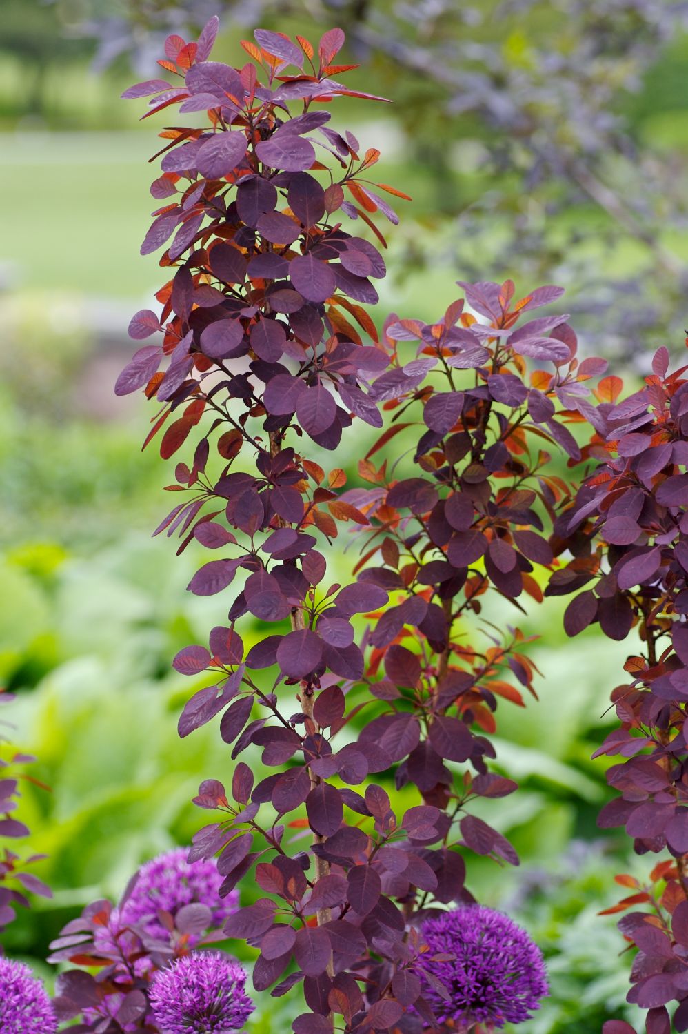 Rödbladig perukbuske 'Royal Purple' 3 liter 30-40 cm