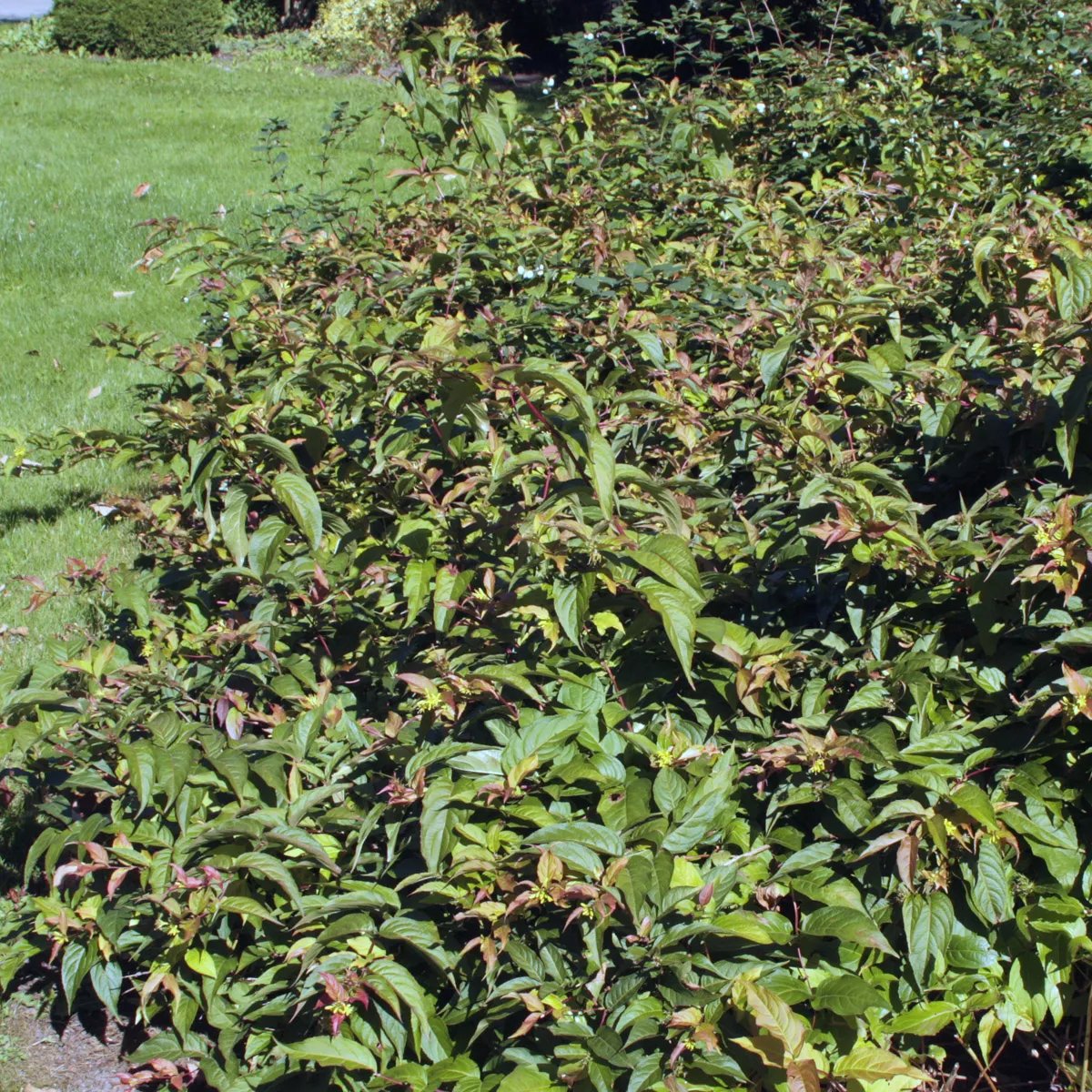 Getris 3.5 liter 40-60 cm